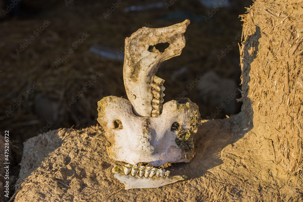 Bones of animals eaten by ancient people. The remains of cloven-hoofed ...