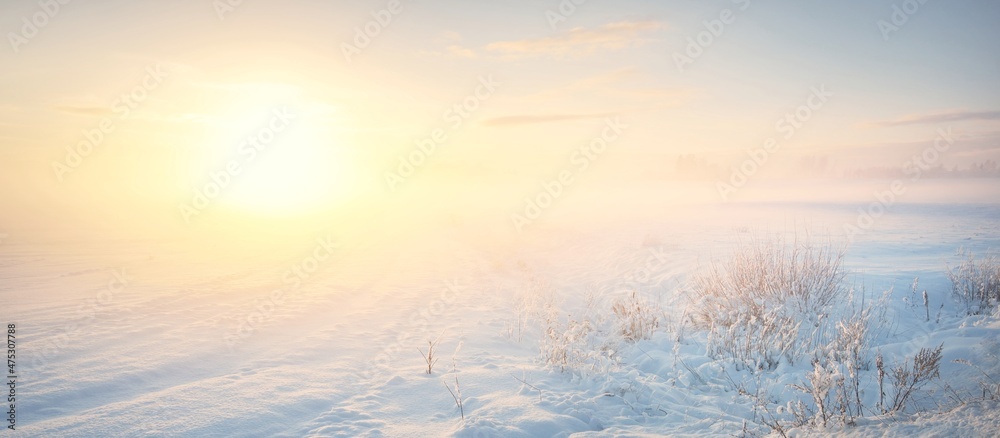 Winter Desert Ecosystem