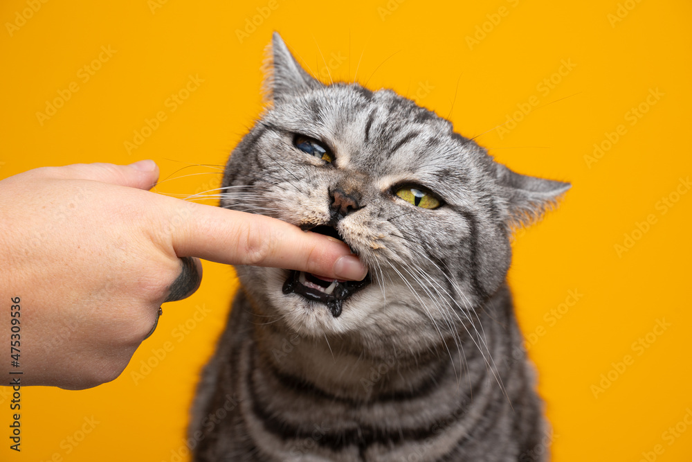 greedy silver tabby british shorthair cat biting finger Stock Photo ...
