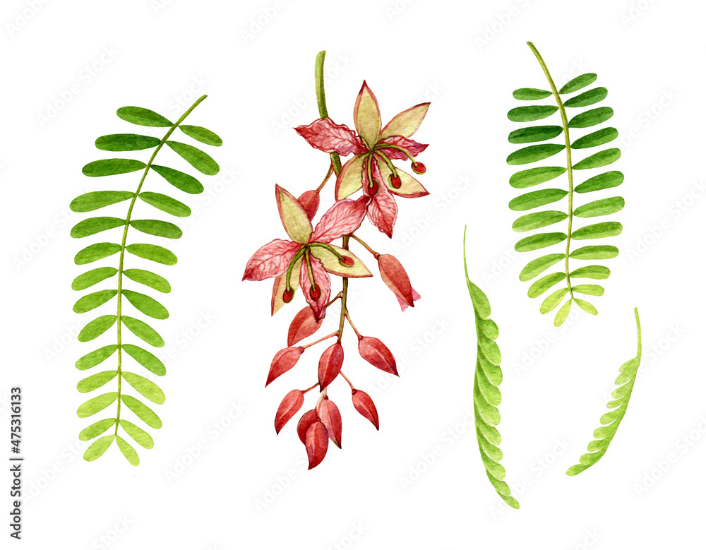 Tamarind flower and leaves watercolor illustration set. Hand drawn ...