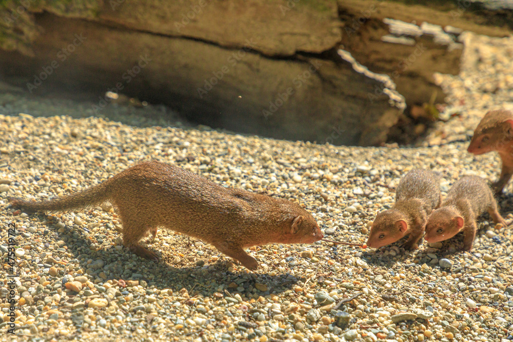 Common dwarf mongoose mother cleaning her pups. Helogale parvula ...