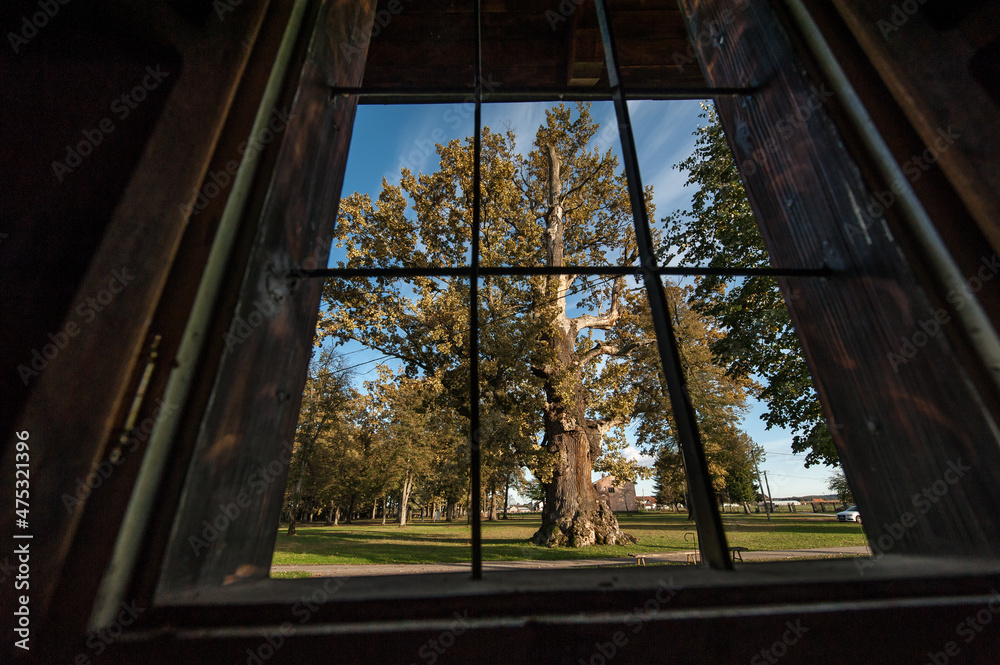 Inside view through open wooden window of large beautiful oak Stock ...