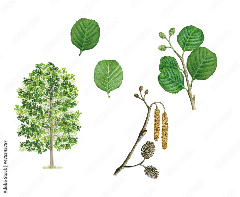 botanic realistic watercolor hand drawn illustration of Black alder ...