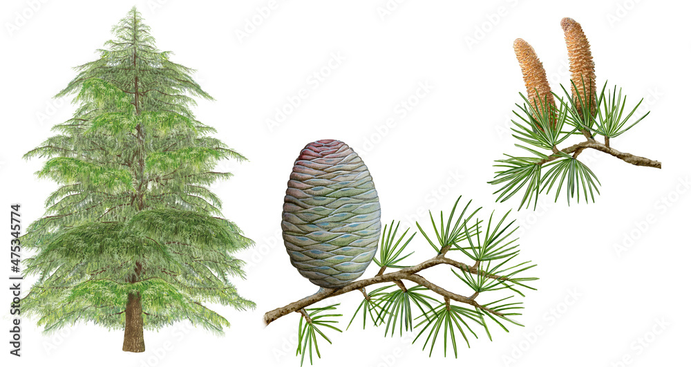 botanic realistic hand drawn watercolor of deodar cedar (Cedrus deodara ...