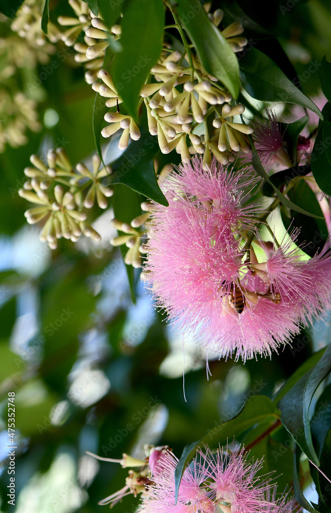 Pink flowers and glossy green leaves of the weeping Lilly Pilly ...