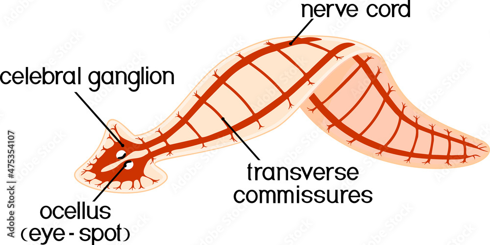 Nervous System Of Planaria flatworm Isolated On White Background Nervous System Of Planaria flatworm Isolated On White Background