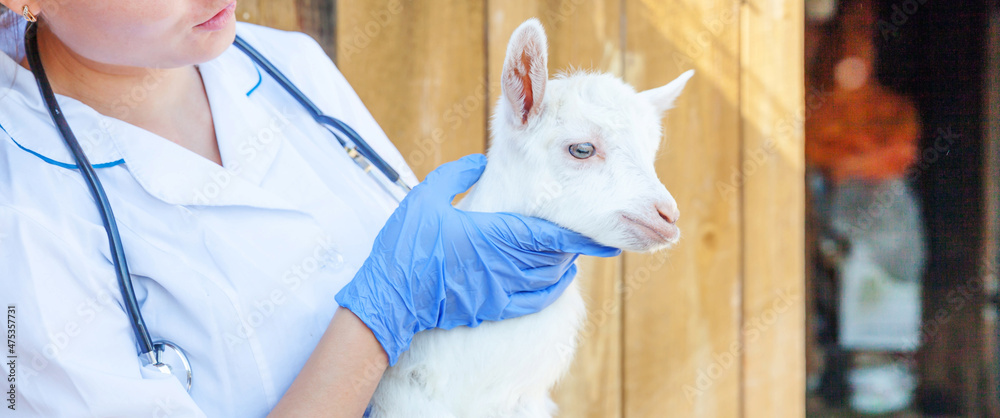 Young veterinarian woman with stethoscope holding and examining goat ...