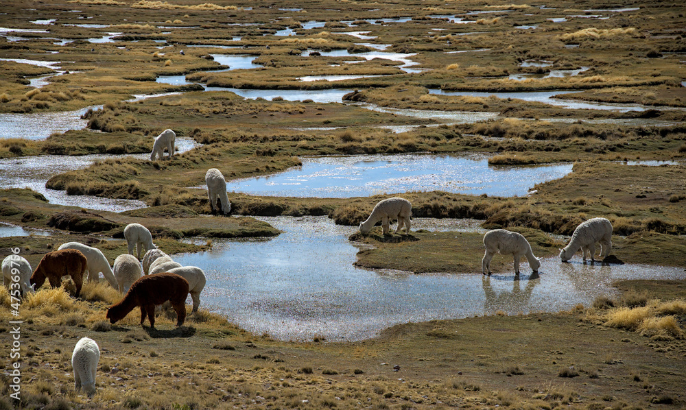 Alpaca llama vicuna graze in high Andes mountain valley grass lands and ...