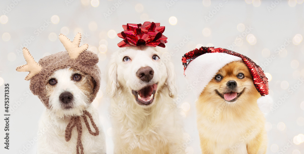 Banner happy christmas dogs. Three puppies celebrating holidays wearing ...