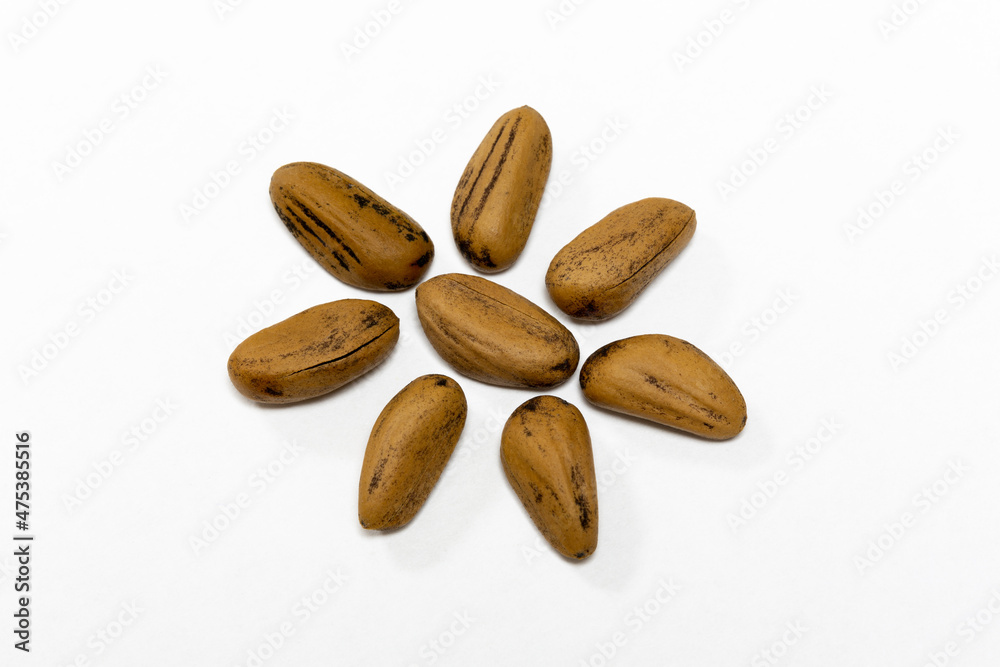 The hard-shelled seeds of the pine tree species, scientific name Pinus ...