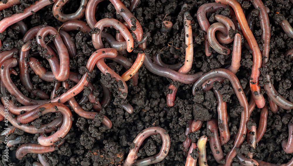 Gardening concept - earthworms in black soil as background, top view ...