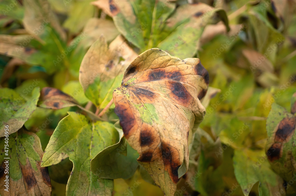 Brown rot of garden peonies. Leaves of a tree-like peony with signs of ...