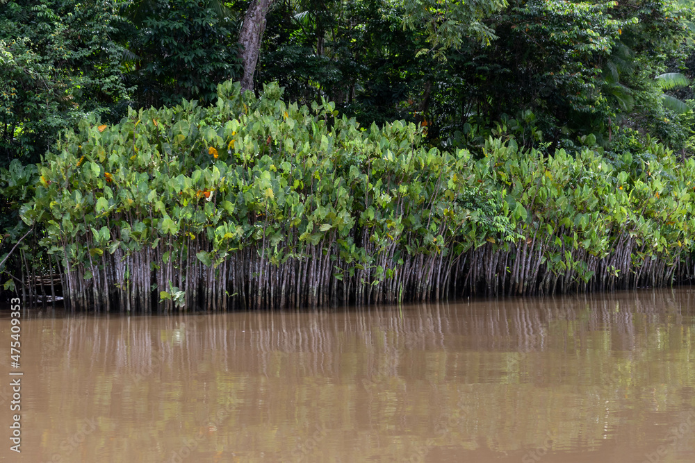 Fotografia do Stock: Group of Aninga (Montrichardia linifera), aquatic ...