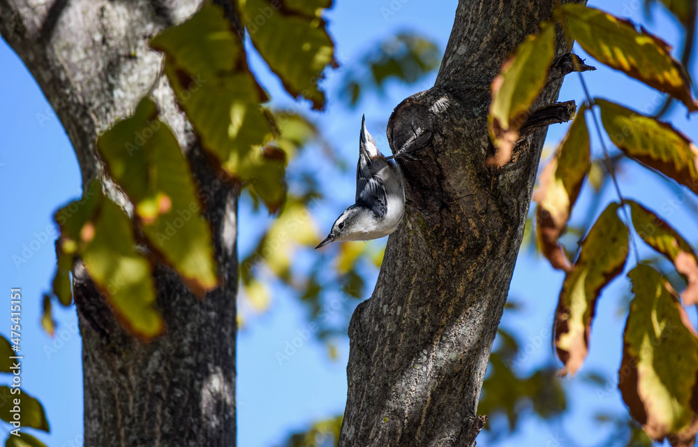 america, american, animals, bird, blue, cloudy, croton, croton bay ...