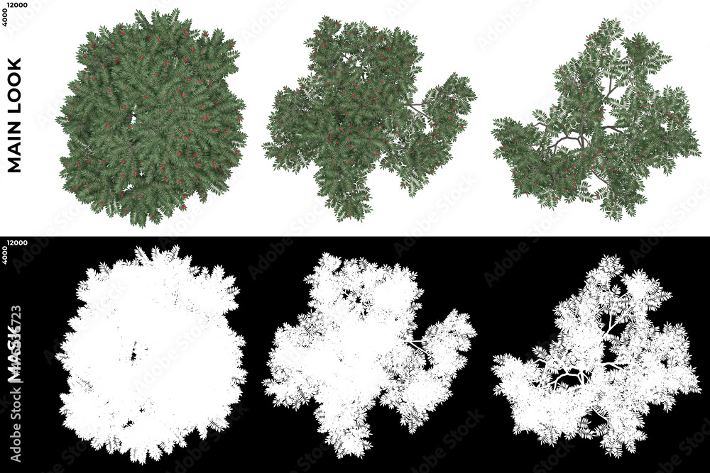 Top views of Trees (Picea Pungens) with alpha mask to cutout and PNG ...
