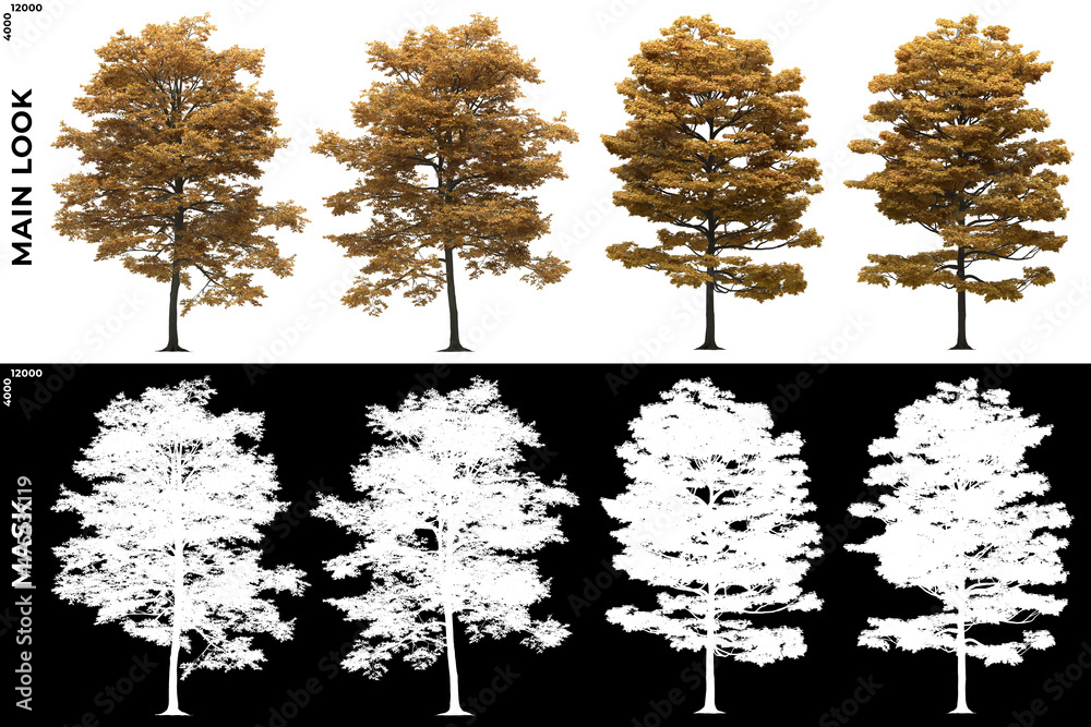 3D Rendering of Front, Left and Top view of Generic Trees with alpha ...