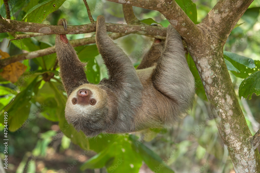 Costa Rica. Two-toed sloth hangs upside down in tree. Stock Photo ...