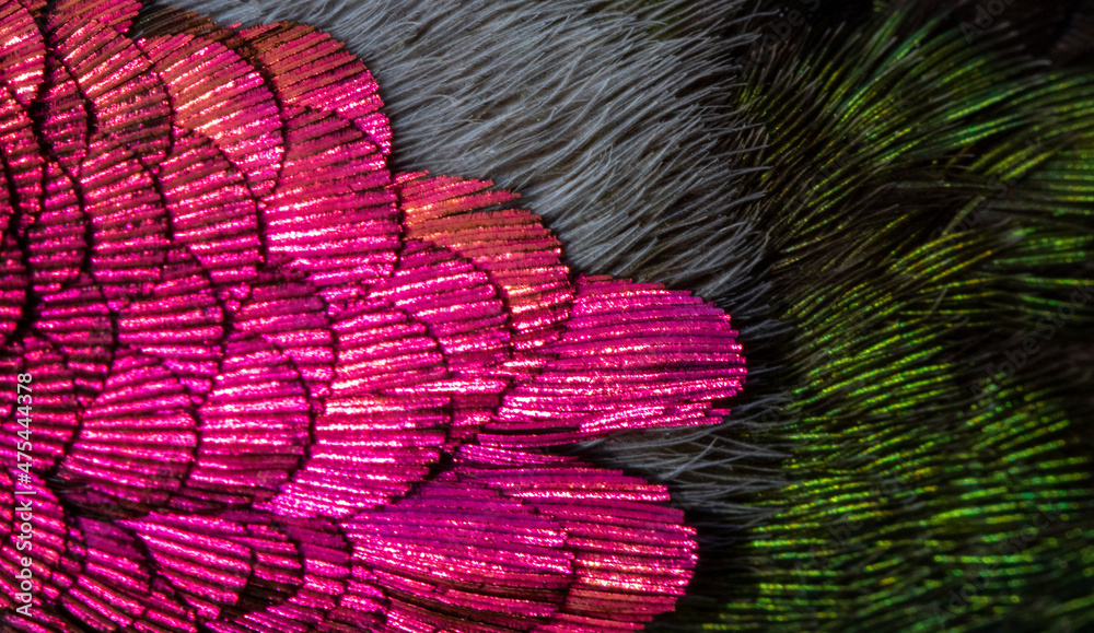 USA, Arizona. Close-up of hummingbird feathers. Stock Photo | Adobe Stock