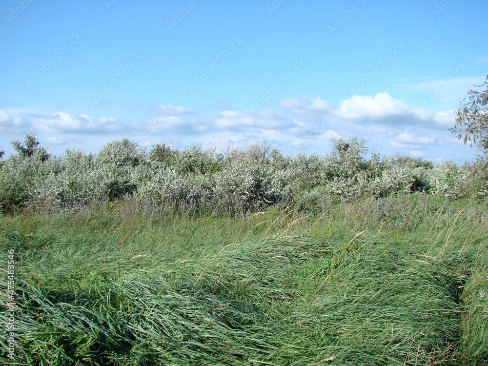 Panorama of the Ukrainian steppe covered with green vegetation on the ...