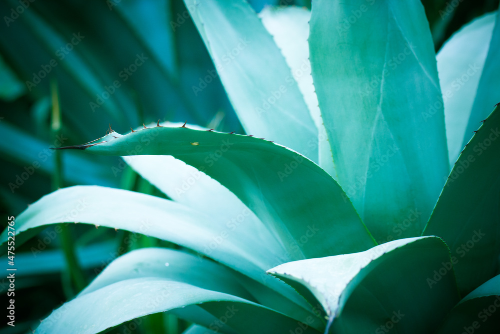 Giant blue-green agave leaves with sharp spines. Growing flowers ...