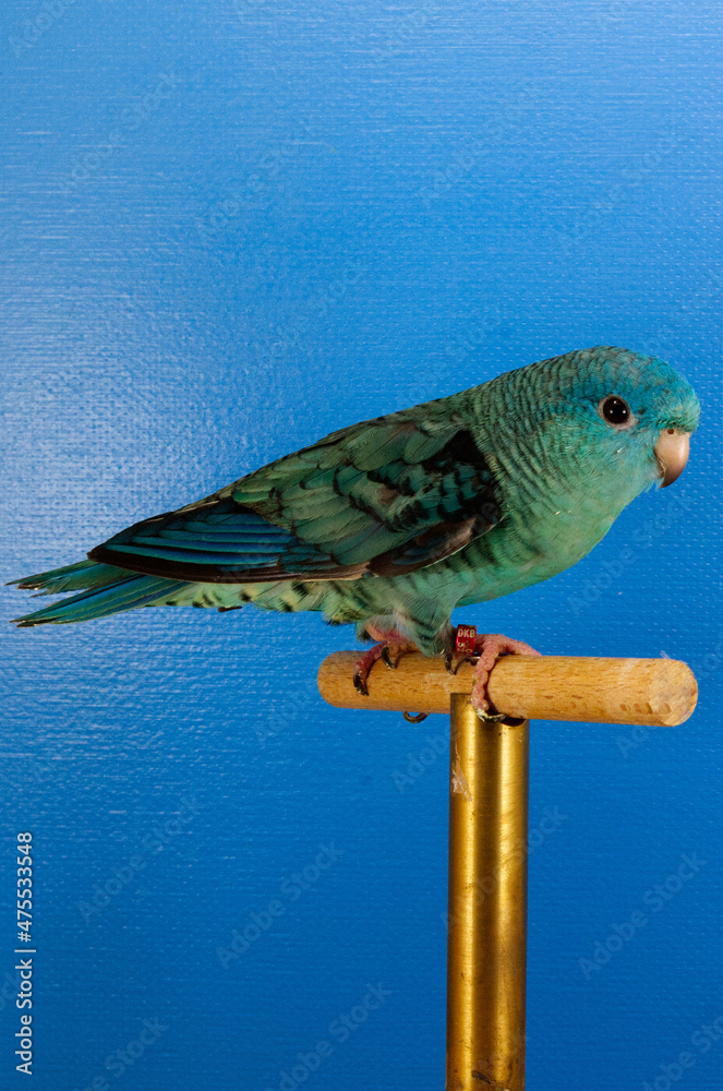 Turquoise Lineolated Parakeet