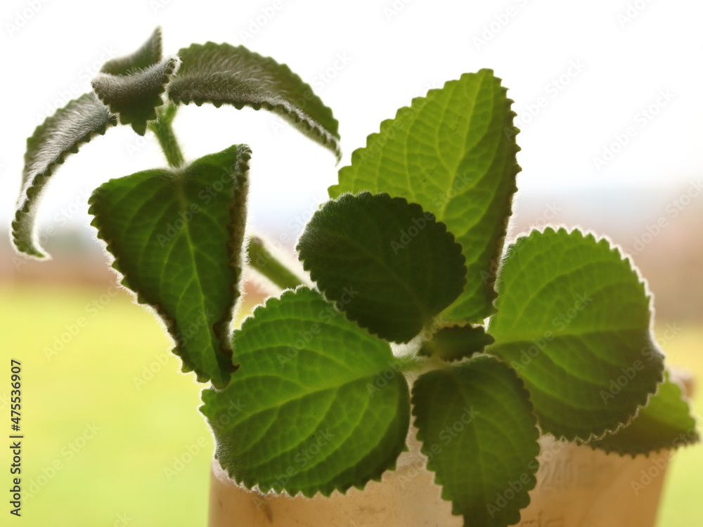 Plectranthus amboinicus, a plant for the treatment of rhinitis, green ...