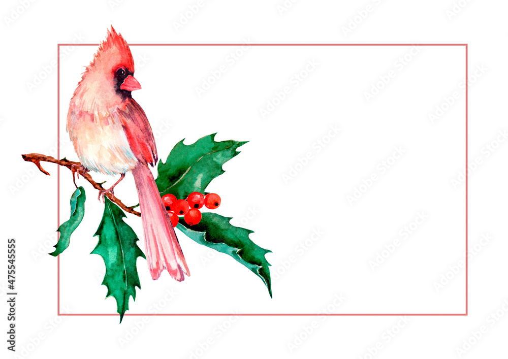 Christmas winter frame. Bird Red cardinal on a holly branch. Green leaf ...