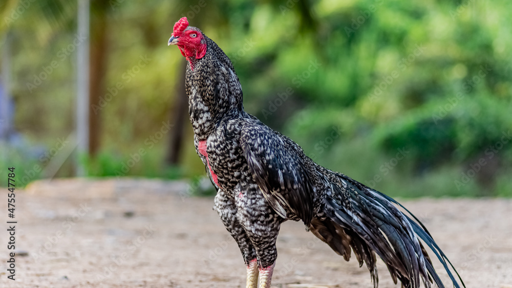 Indian breed (karun keeri seval) rooster with green background Stock ...