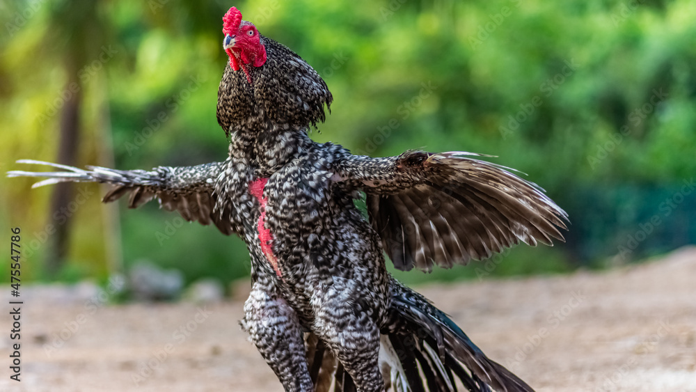 Indian breed (karun keeri seval) rooster with green background Stock ...