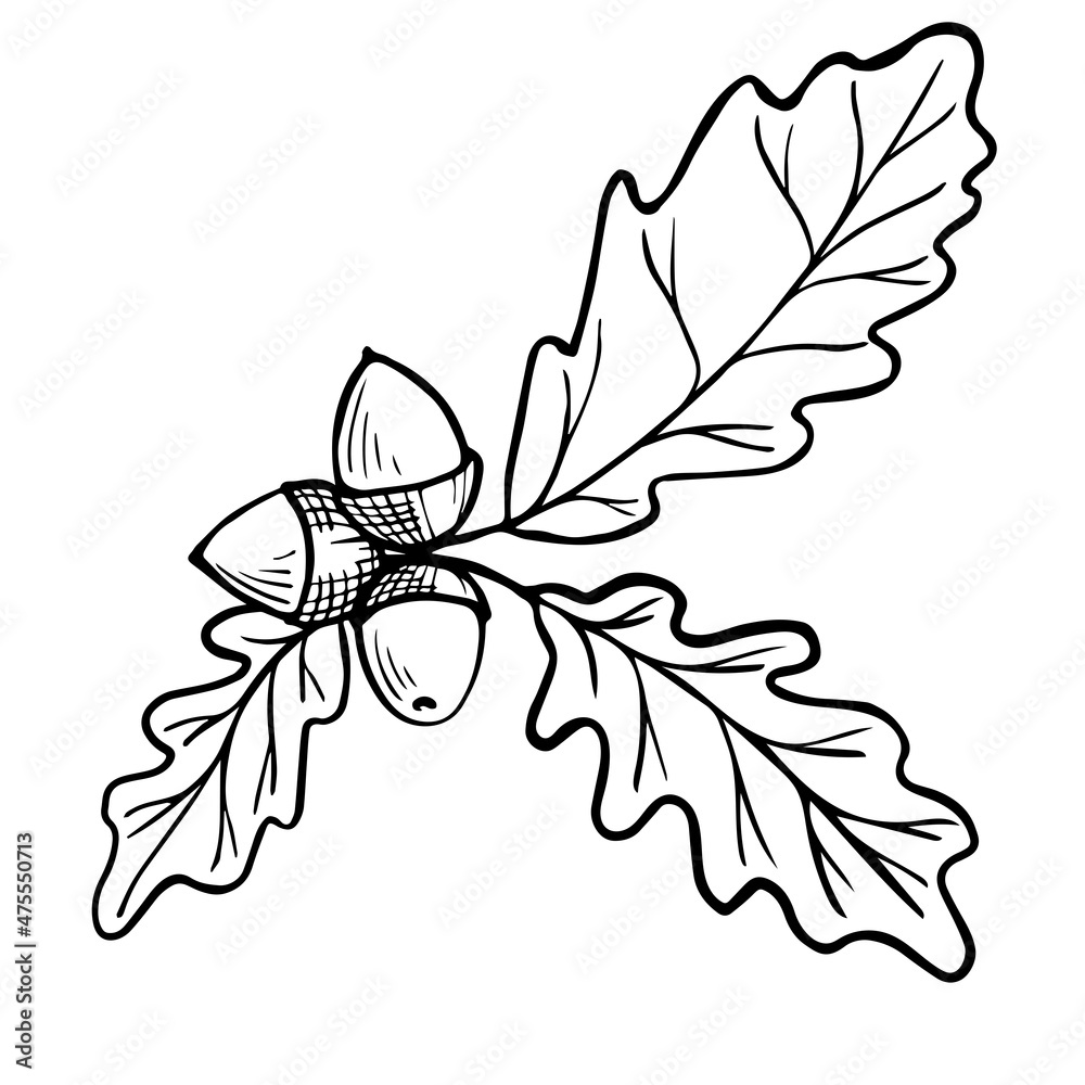 Oak Tree Branch Drawing