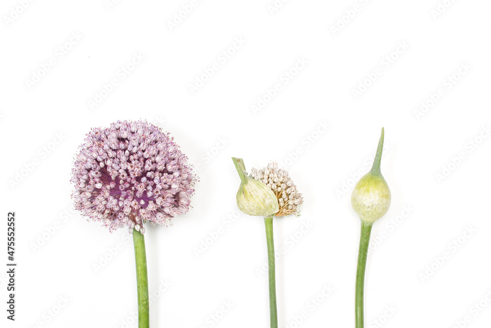 Proceso de la flor del ajo silvestre aislada sobre un fondo blanco liso ...