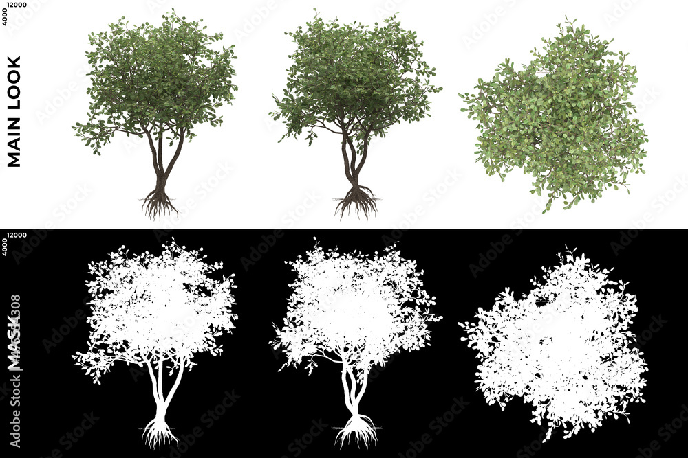3D Rendering of Front, Left and Top view of Trees (Clusia Rosea) with ...