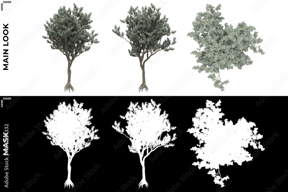 3D Rendering of Front, Left and Top view of Trees (Conocarpus, Erectus ...