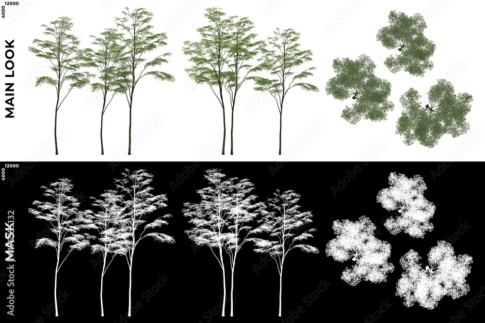 3D Rendering of Front, Left and Top view of Generic Forest Trees with ...