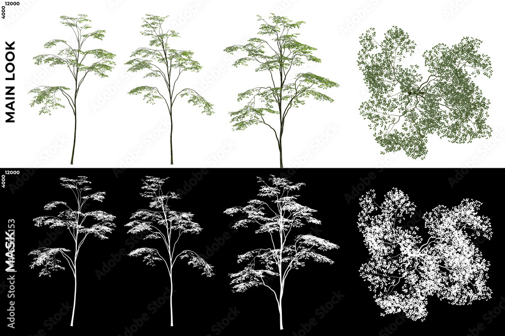 3D Rendering of Front, Left and Top view of Generic Forest Trees with ...