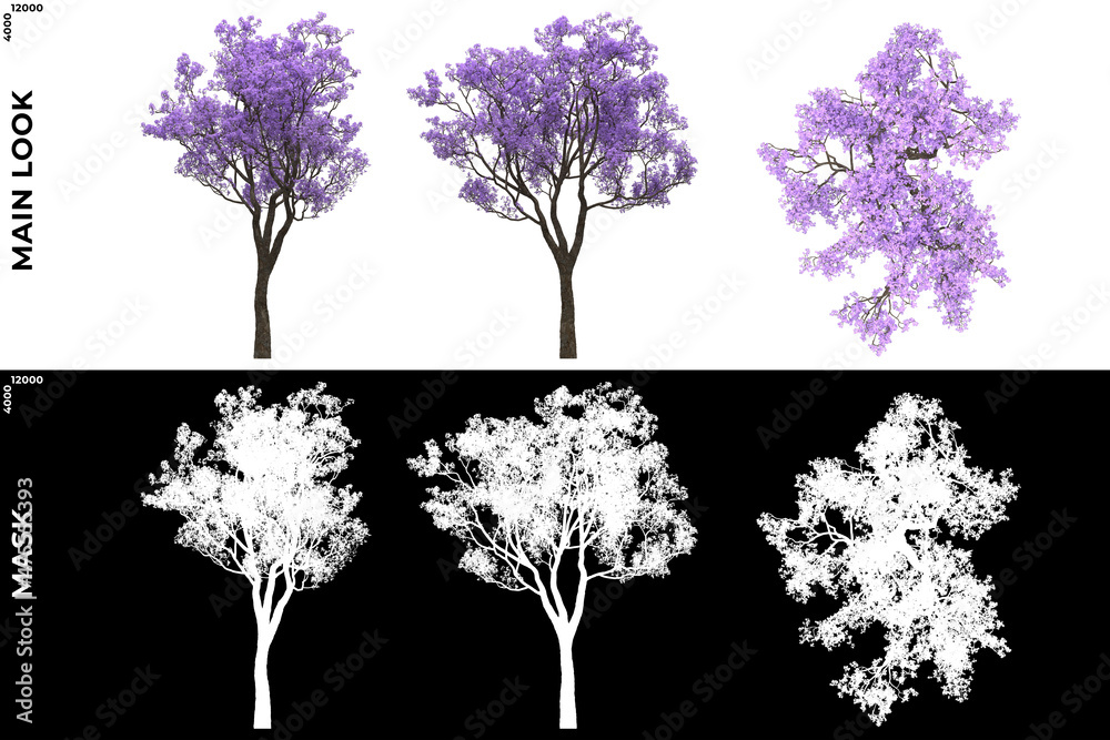 3D Rendering of Front, Left and Top view of Trees (Jacaranda ...