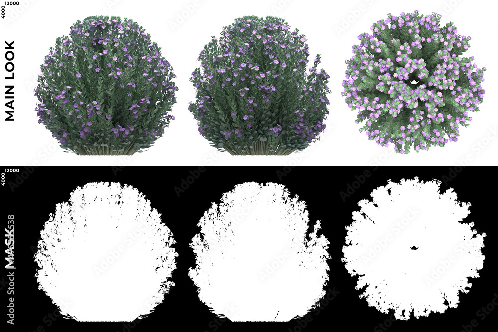 3D Rendering of Front, Left and Top view of Trees (Leucophyllum ...