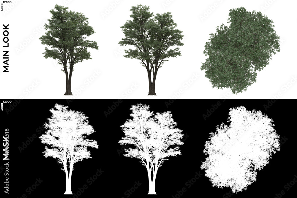 3D Rendering of Front, Left and Top view of Trees (Allamanda) with ...