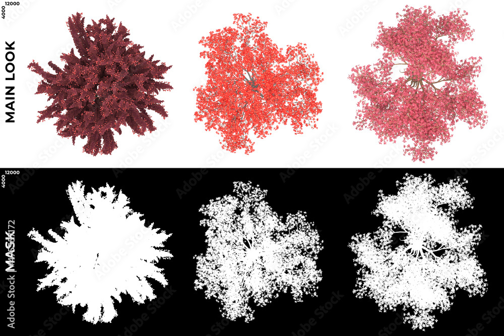3D Rendering of Front, Left and Top view of Trees (Allamanda) with ...