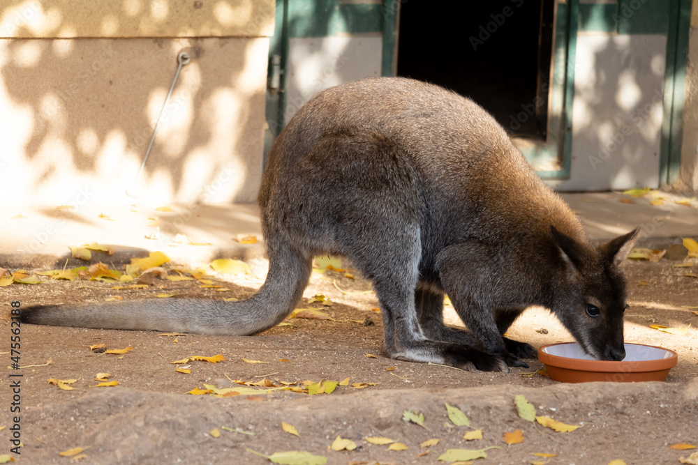 Kangaroo Drunk