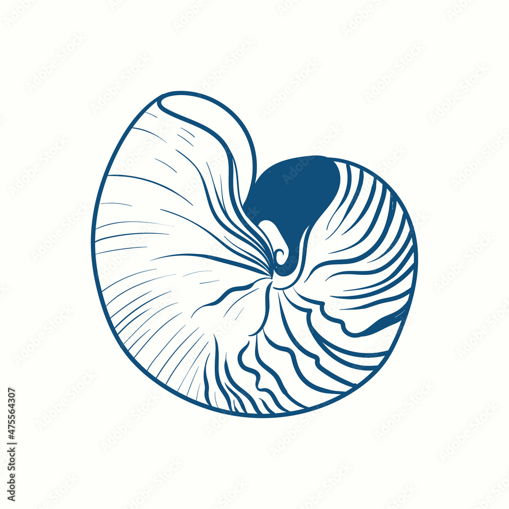 Hand-drawn realistic seashells. Shells of mollusks of various forms ...