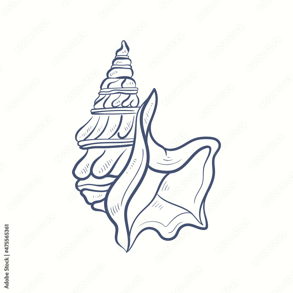 Hand-drawn realistic seashells. Shells of mollusks of various forms ...