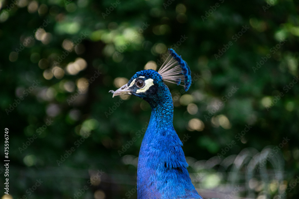 Foto de Increible Pavo Real de vivos i llamativos colores posando ...