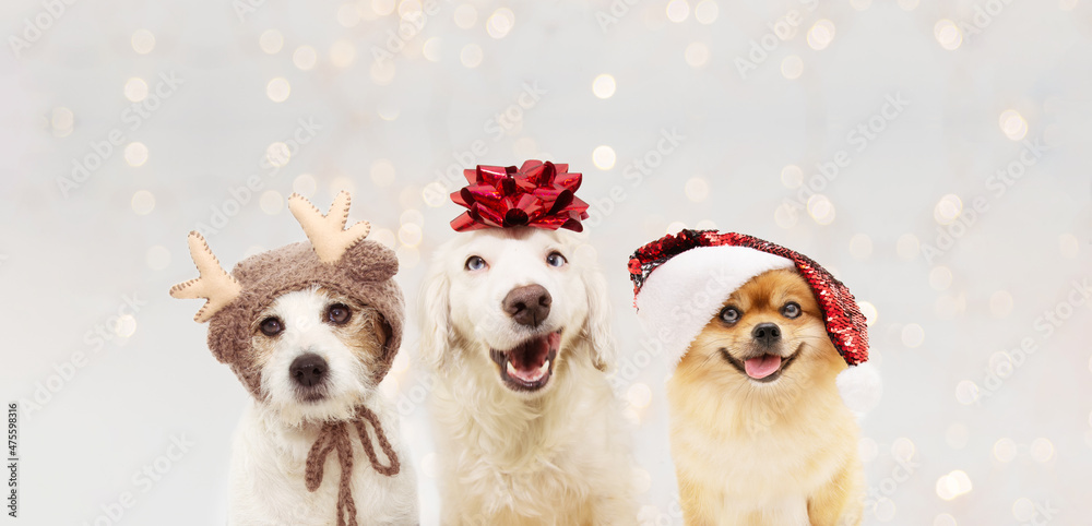 Banner christmas dogs. Three puppies celebrating holidays wearing a red ...