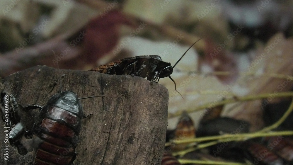 Madagascar hissing cockroaches in terrarium. Gromphadorhina portentosa ...