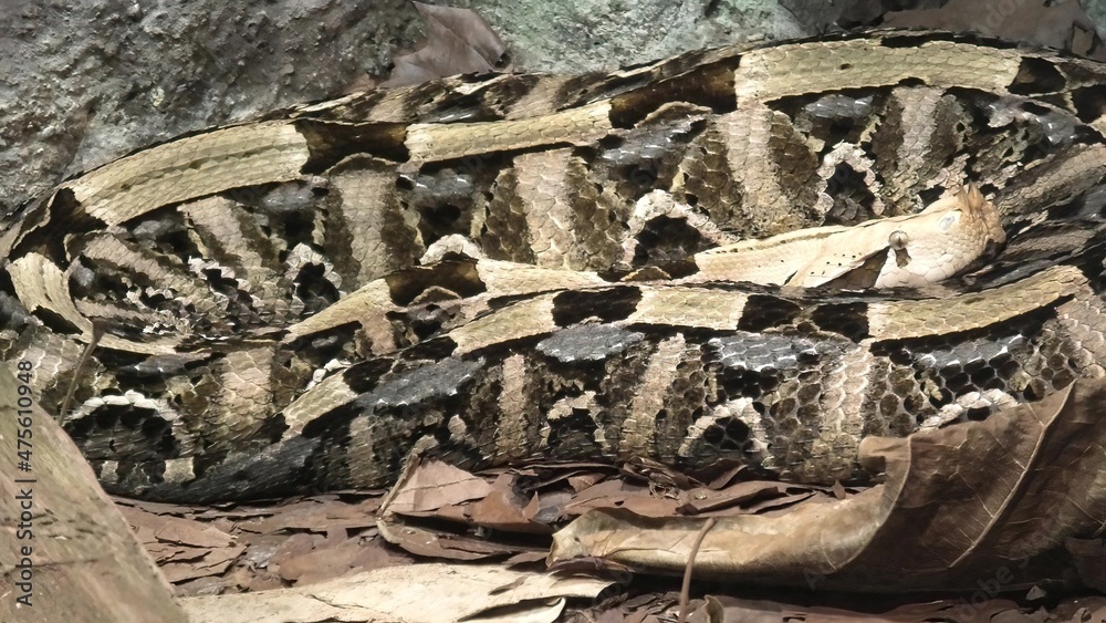 Gaboon viper snake in a natural terrarium. Bitis gabonica species from ...