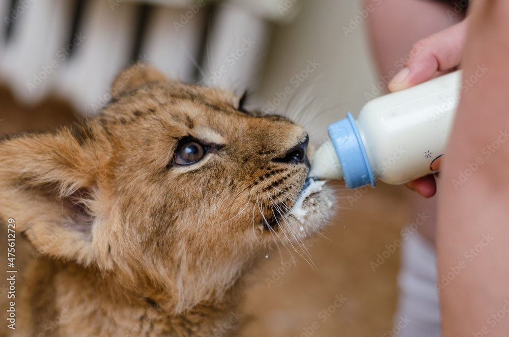 a lion cub drinks milk from a baby bottle Stock Photo | Adobe Stock