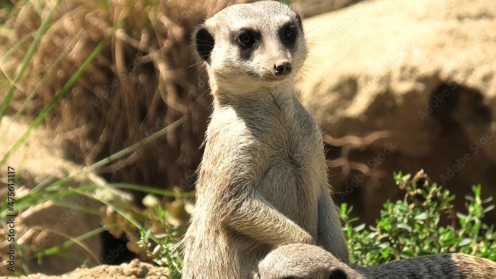 Suricata suricatta species from mongoose family Herpestidae. Living in ...
