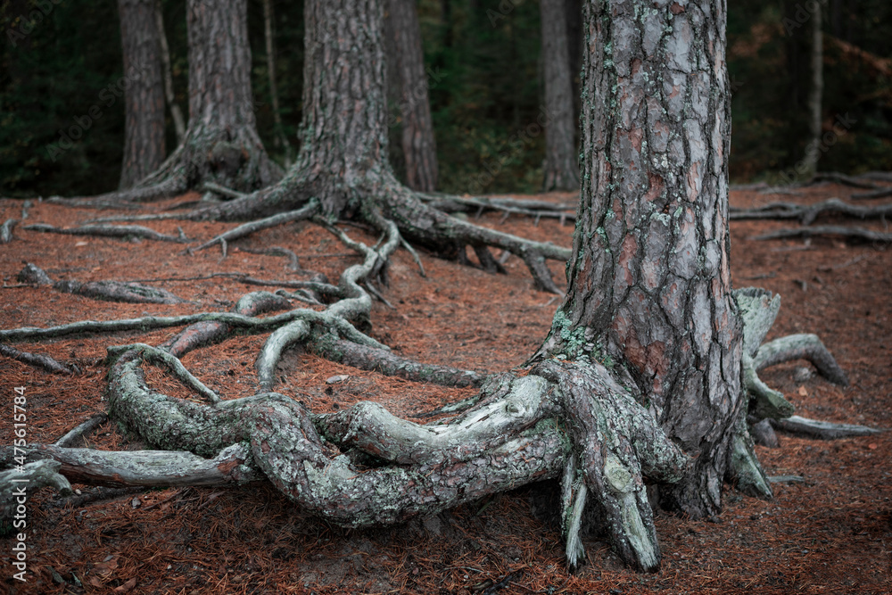 Large superficial roots of coniferous trees in the forest of Tiveden ...