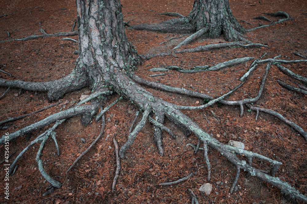 Large superficial roots of coniferous trees in the forest of Tiveden ...